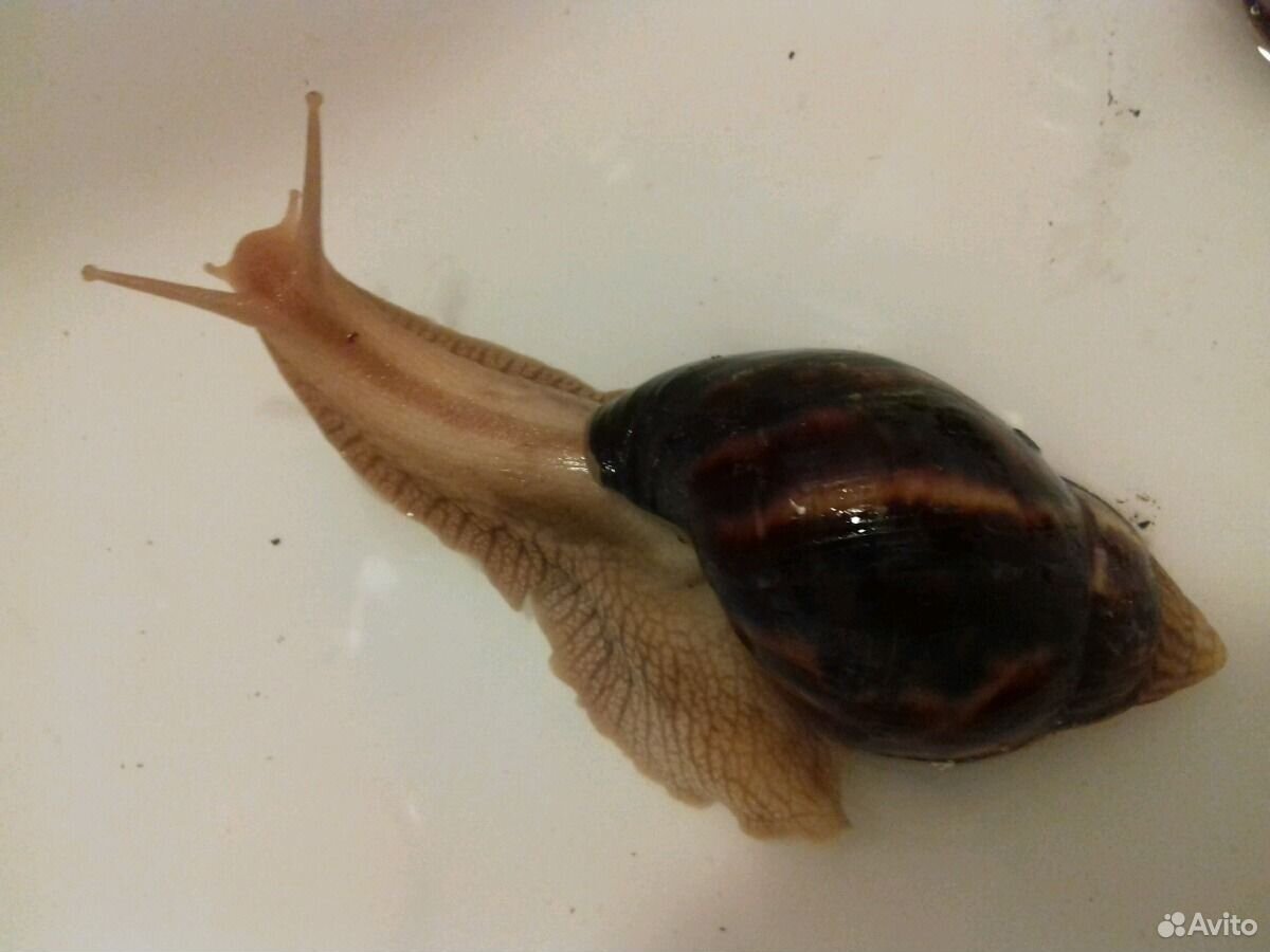 Улитки Ахатина