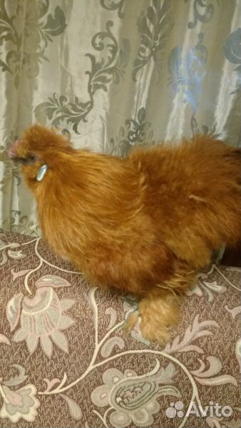Цыплята китайские шелковые и петух