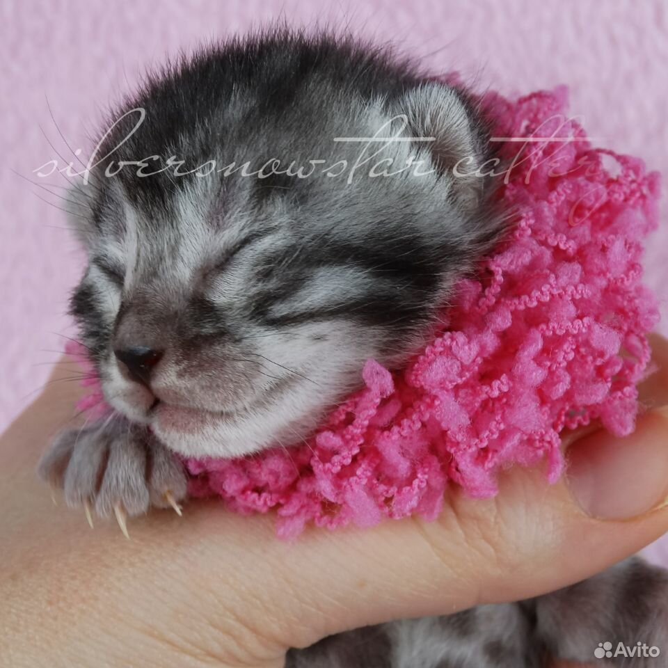 Девочка сильвер уголь