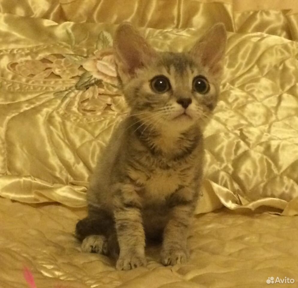Подарите Любимым Чудо Неаллергенная Ночная Фиалка)