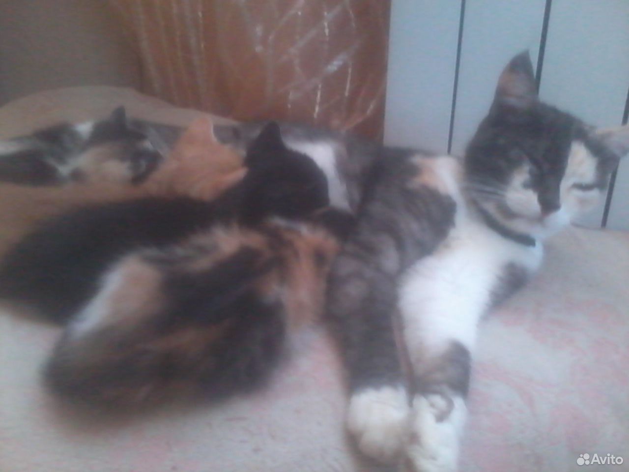 Котяшки-милашки