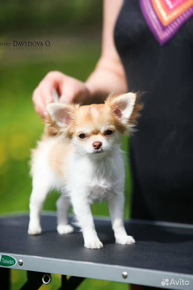 Девочка чихуахуа д/ш Шоу брид класс