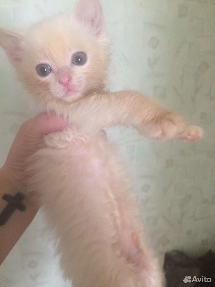 Котька даром