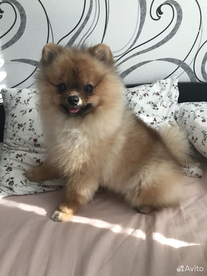 Шпиц кабель