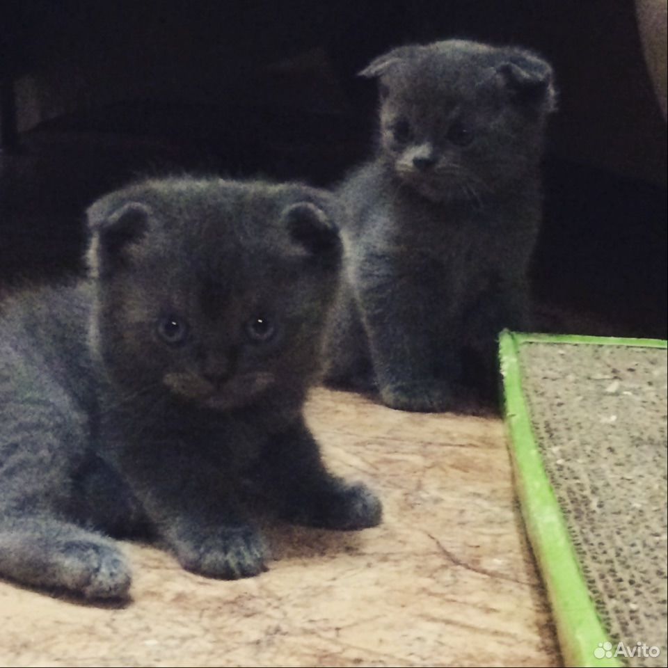 Шотландские котята