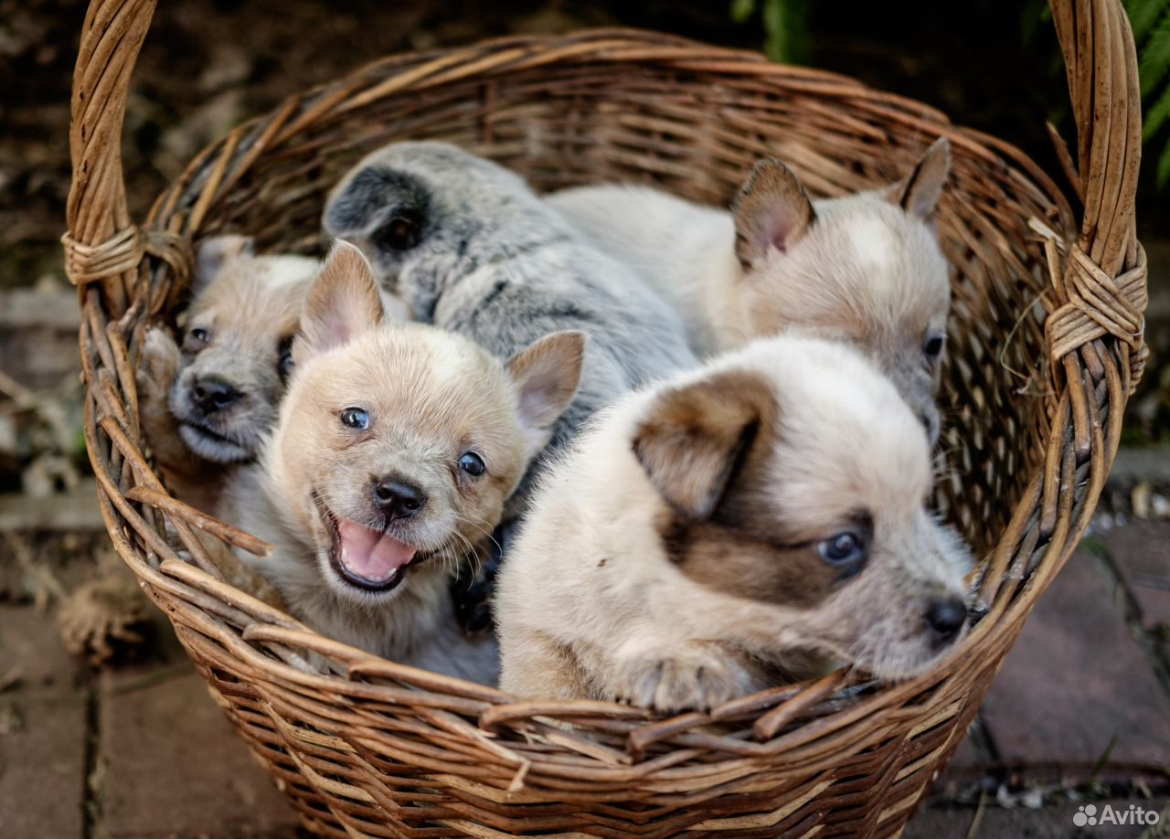 Сладкие щенки Австралийского хилера