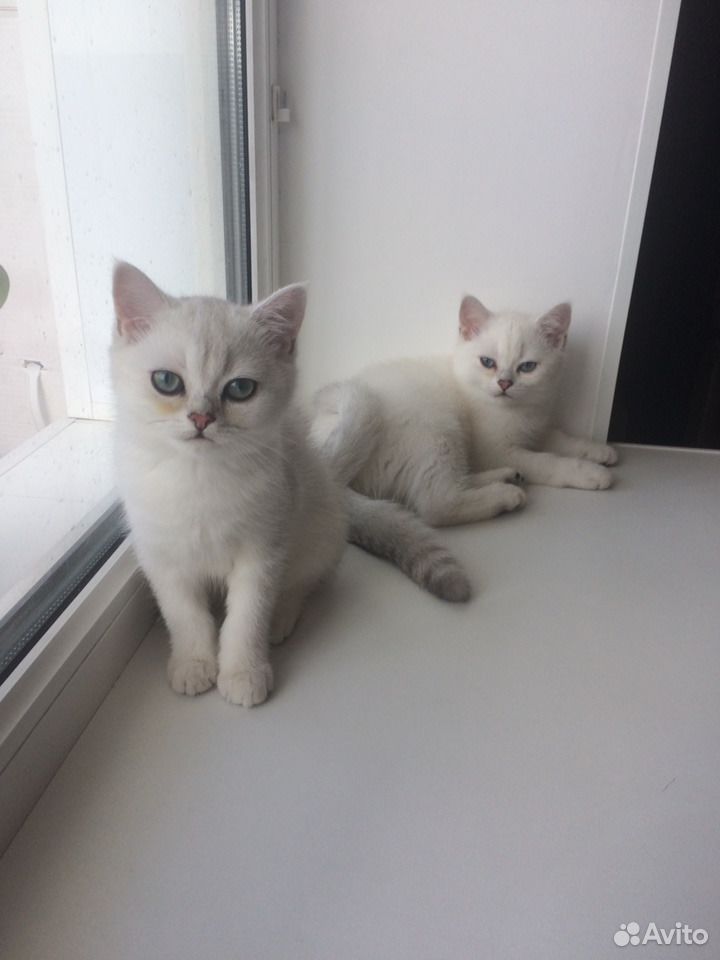 Котята породы британская шишиншилла
