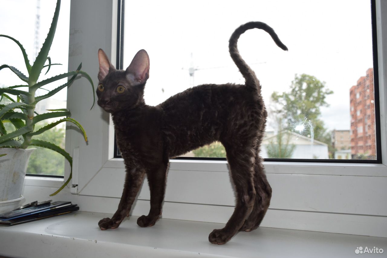 Корниш рекс шикарные котята