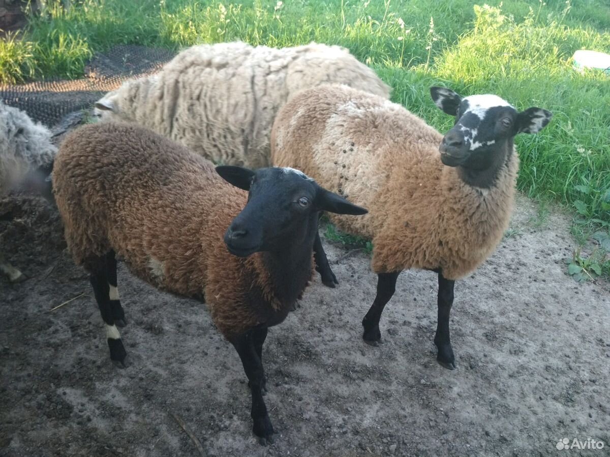 2 ярки, 6 месяцев, 1 шт от дорпера - 10 тыс, если