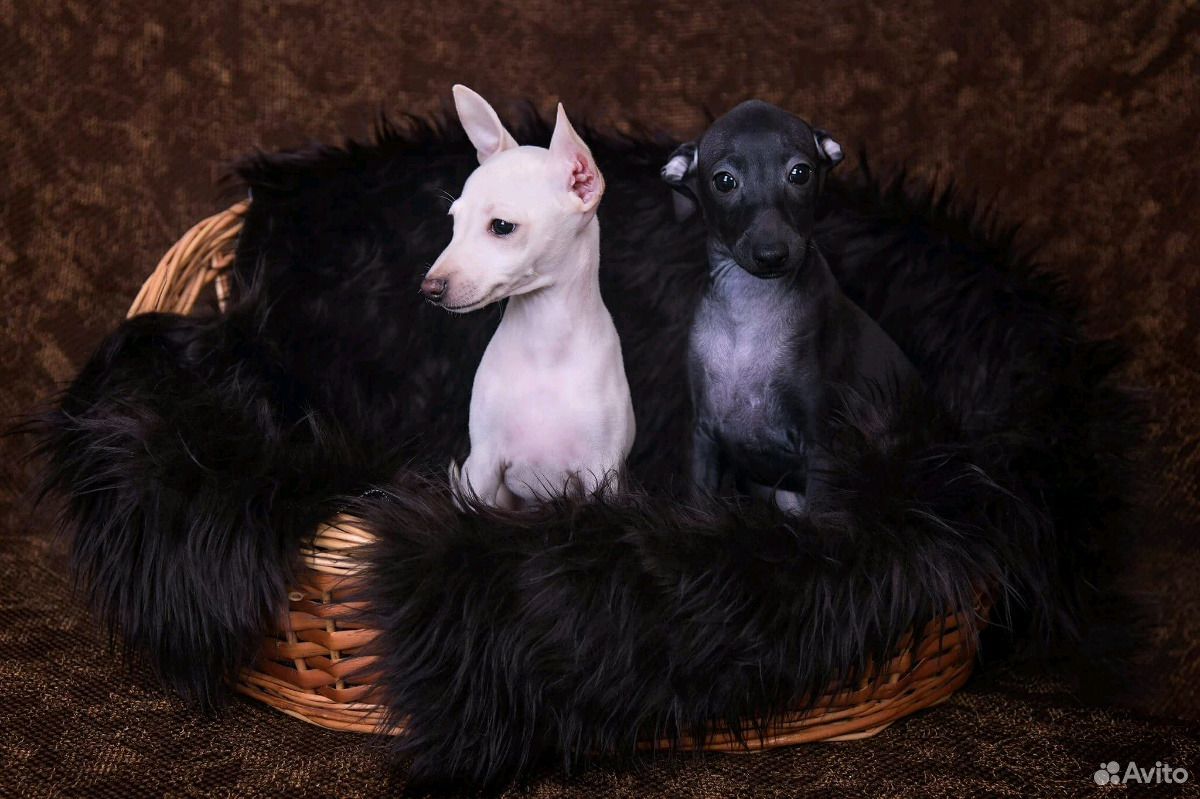 Левретка или малая Итальянская борзая щенки