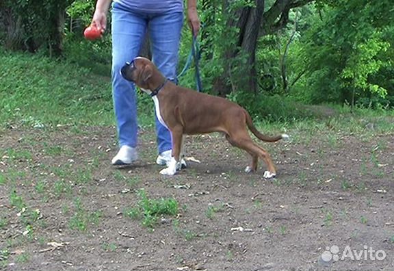 Щенок боксера