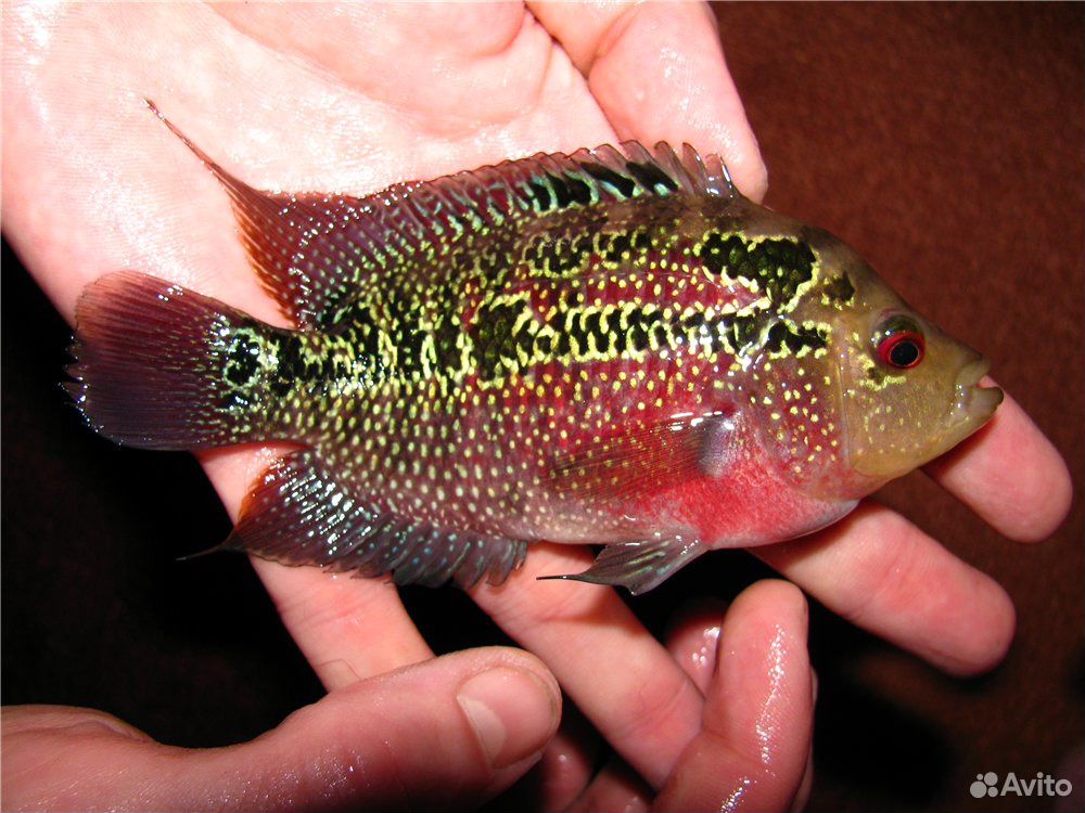 Фловер хорн