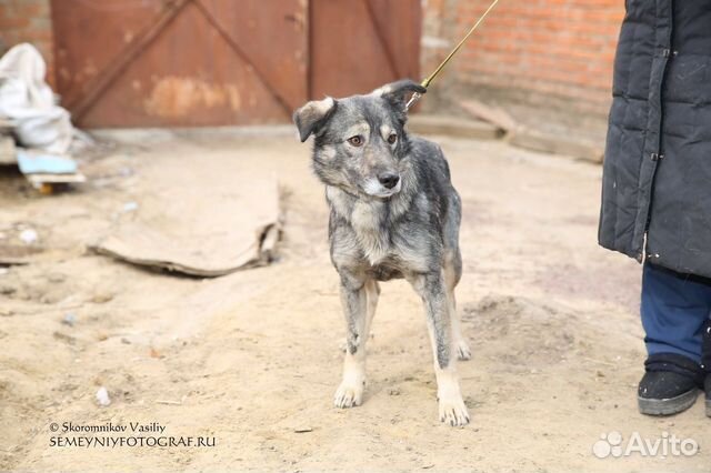 Веста, умная и верная собака-девочка, 3 года, ищет
