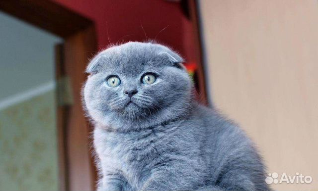 Плюшевые вислоухие и прямоухие котята