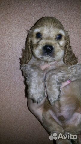 Америкашки