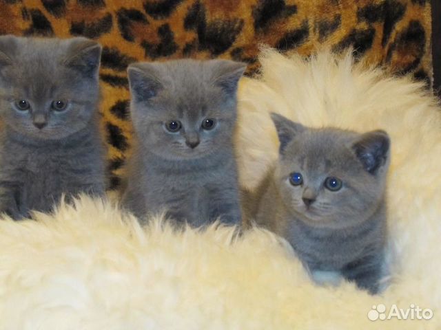 Мальчики и девочки голубых британских кровей