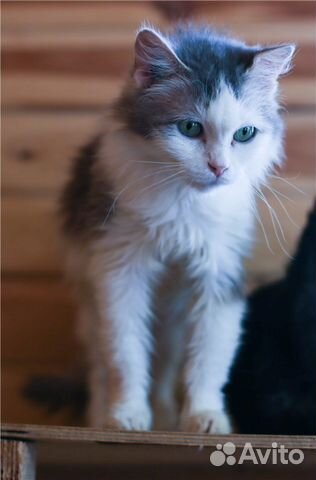 Мур-Мур-Мур Мэри (ок 10 лет) в дар