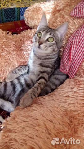 Мура - молодая красотка в добрые руки