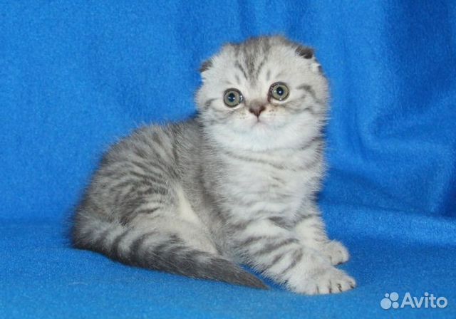 Кошечка голубое пятно на серебре Лика