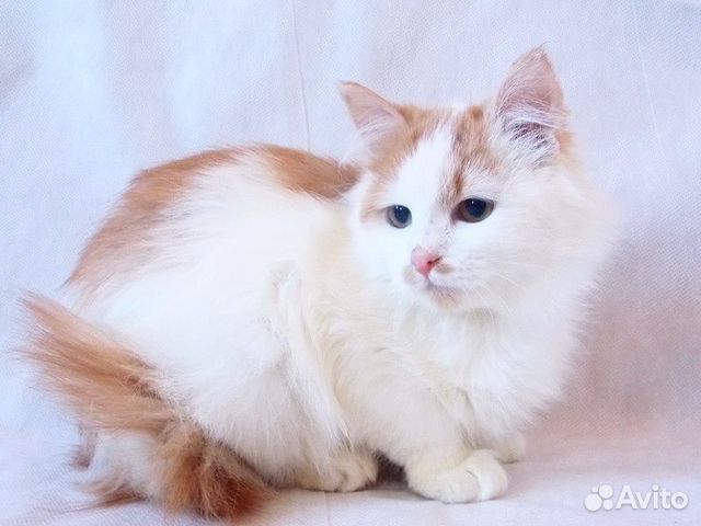 Нежная, пушистая молодая кошечка, 7 месяцев