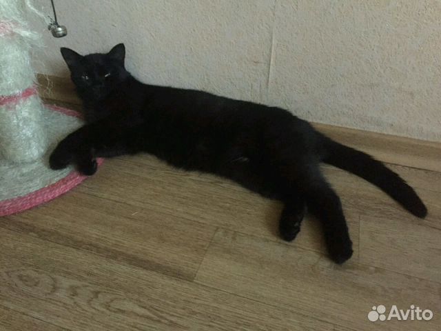 Шикарная черная кошка в добрые руки