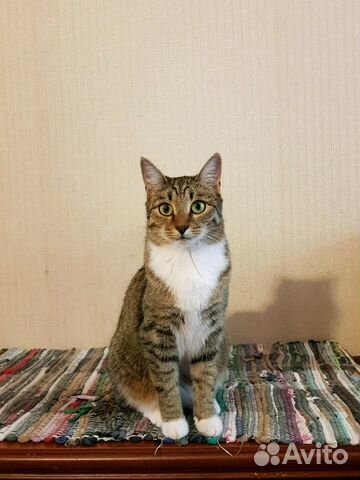 Молодая кошечка 10мес.в добрые руки