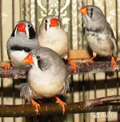 Зебровые амадины