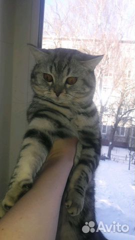 Шотландский прямоухий кот приглашает на вязку