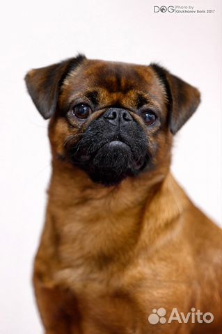 Пти брабансон