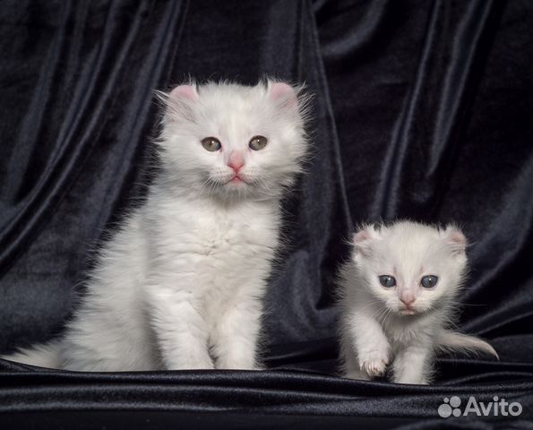 Котята Американский Керл к 8 Марта