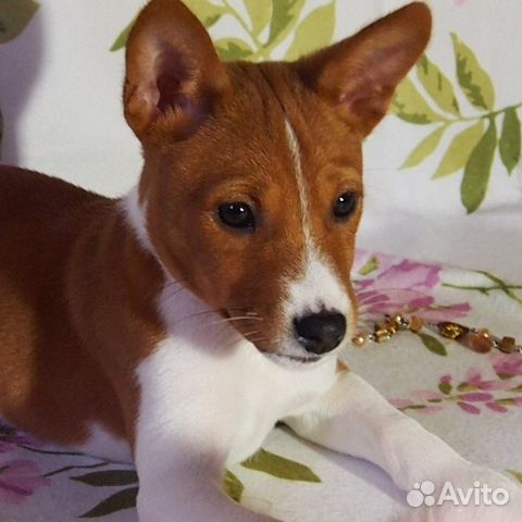 Щенки басенджи