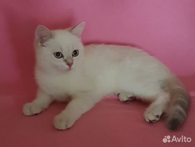 Котик с голубыми глазами