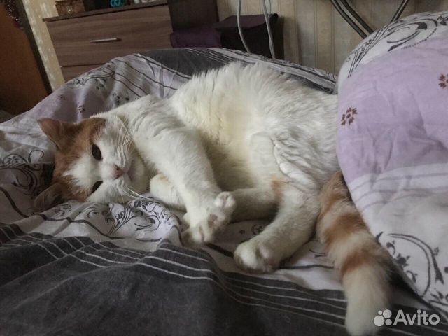 Макс ищет дом