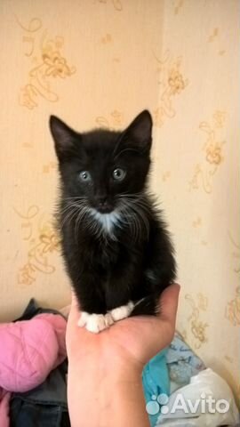 Котята
