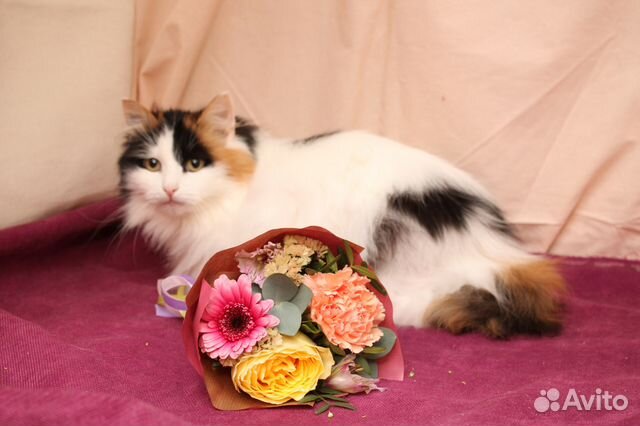 Кошка Ежевика ищет дом