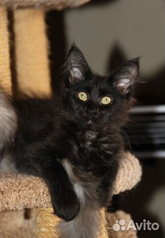 Пантера в Вашем доме