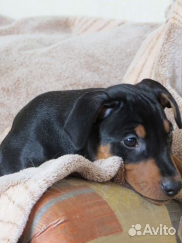 Немецкий пинчер - щенок