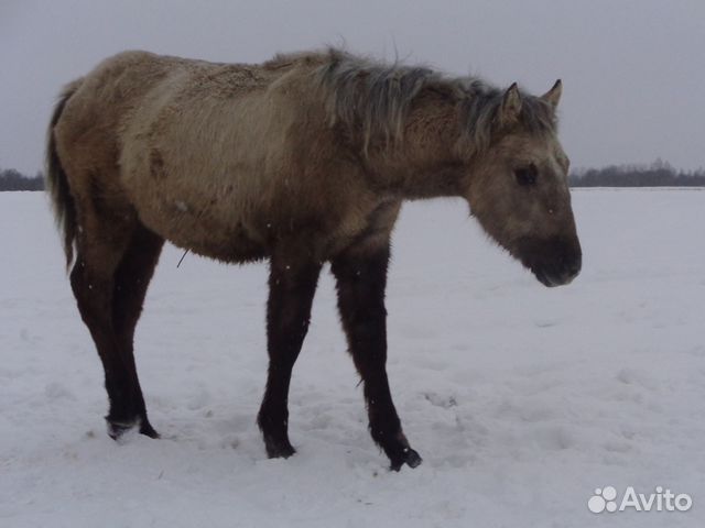 Кобылка 7 месяцев