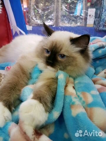 Ragdoll Девочка