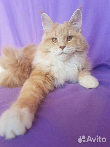 Мальчик Мейн-кун Нонсенс Мэджик Индиго