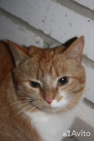 Ласка