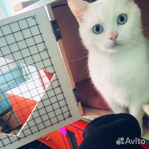 Кот Персик ищет дом