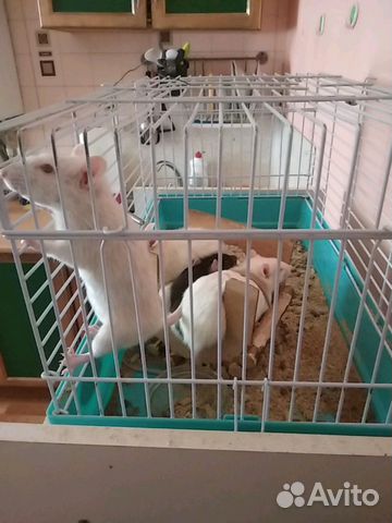 Белые крысы