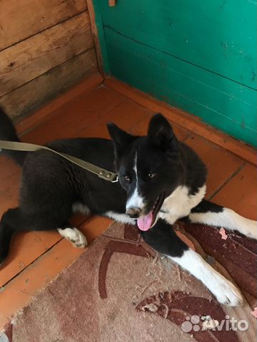 Щенок хаски