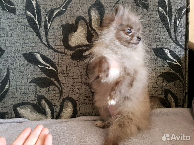 Эксклюзив.Померашки. Девочки. 6 мес. микро