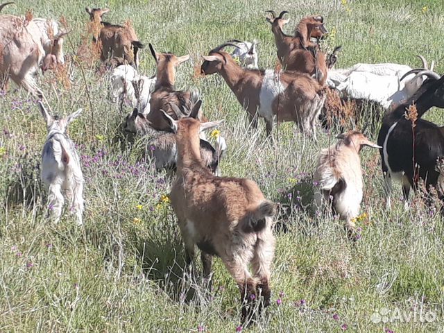Продаются козы и козлята