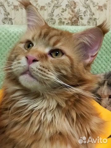 Мейн-куны коты и кошки