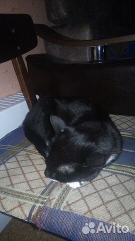 Отдам котёнка