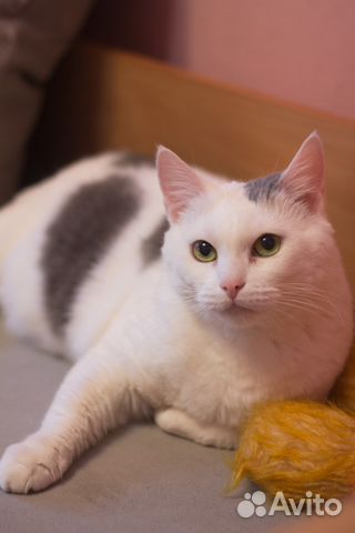 Чудо кошка в добрые руки