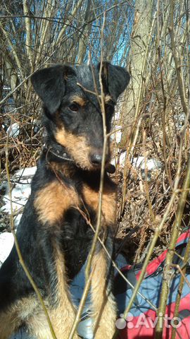 Вязка ягдтерьера